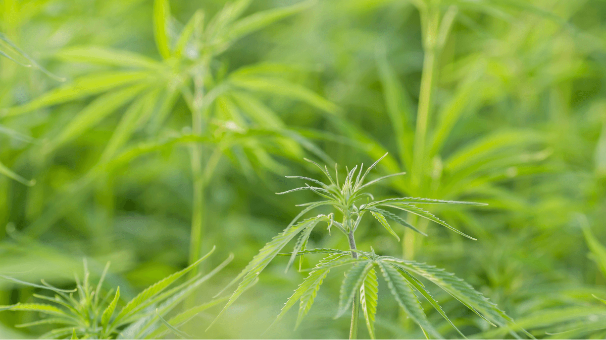 Cânhamo: a planta que não entorpece, mas pode curar e c...