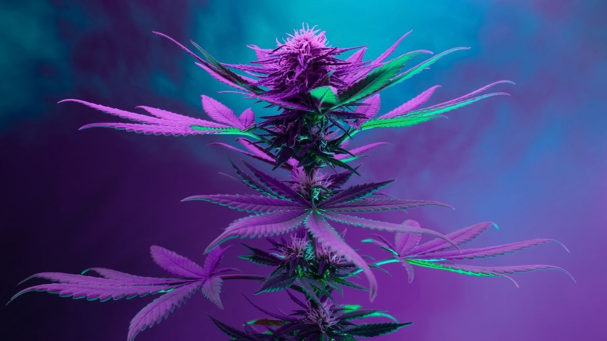 Cannabis rica em CBG passa por avaliação inédita na CTN...