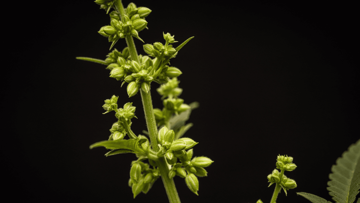 Cogollo Macho: o que fazer para proteger as plantas fêm...