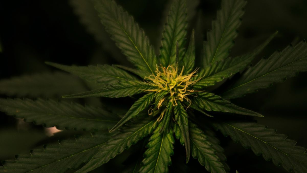 Cannabis e psicodélicos são destaque em pedidos por mud...