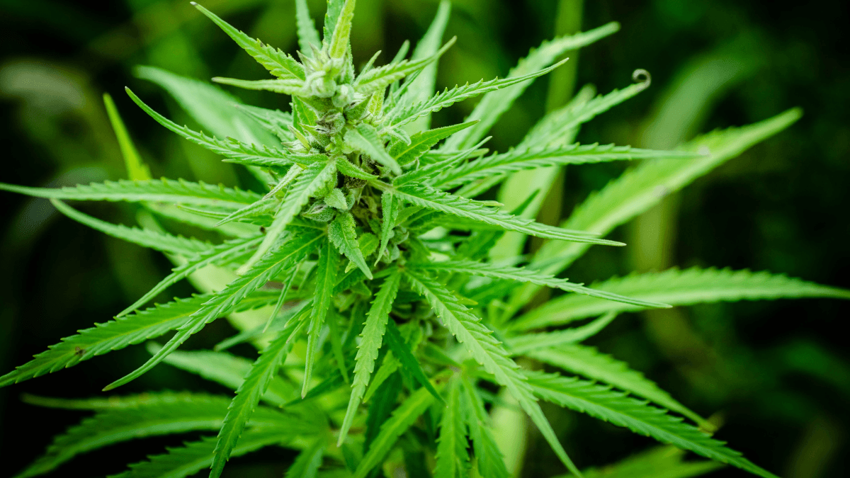 Estudo revela alívio com cannabis em casos graves de e...