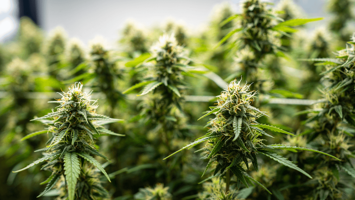 Cannabis na prevenção de doenças: um olhar suave sobre cuidado, ciência ...