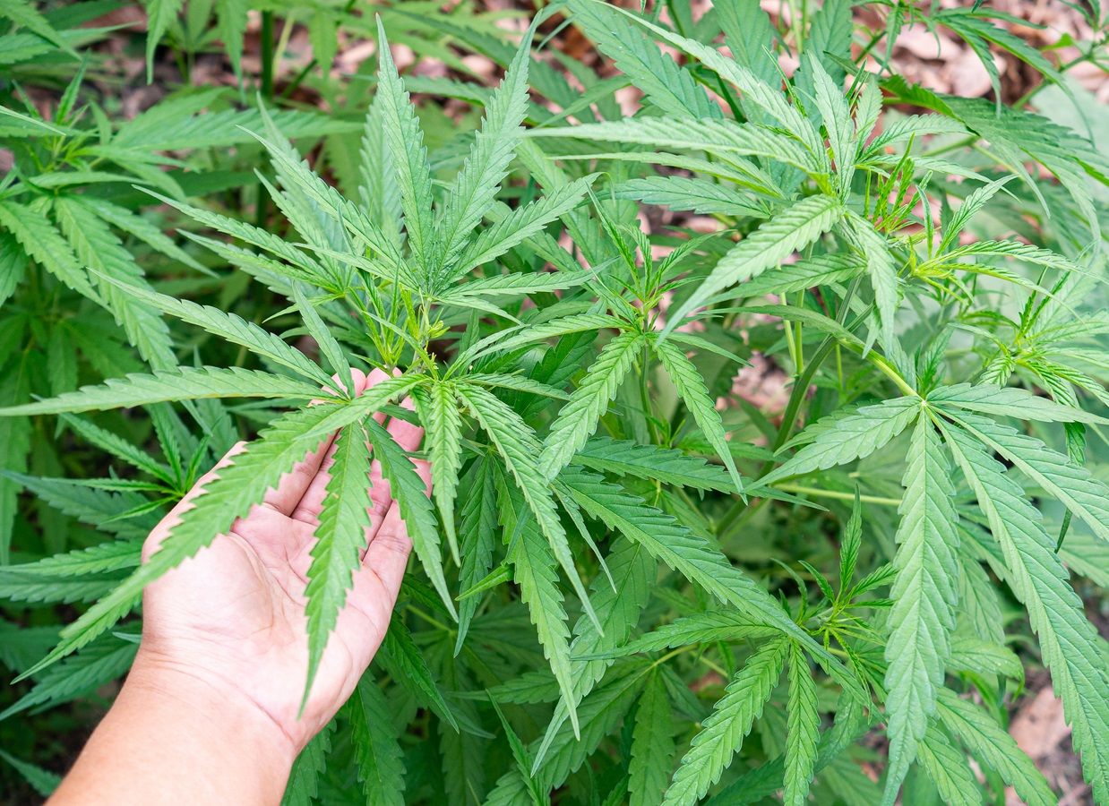 Índica, sativa e híbrida: as principais diferenças entre as variedades ...