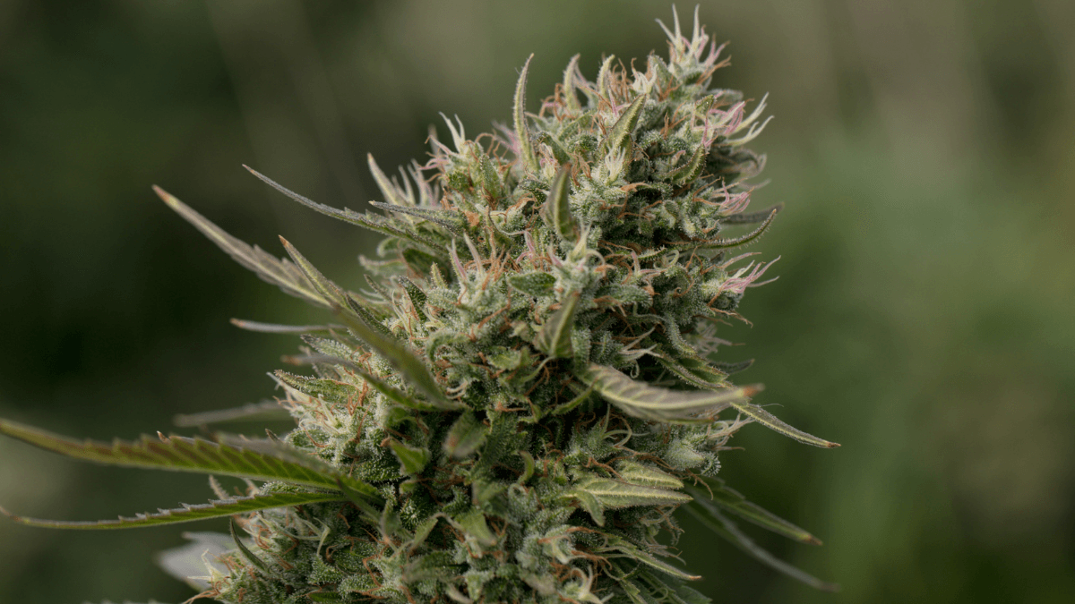 Male Flower in Cannabis? Understand Why It Appears and...