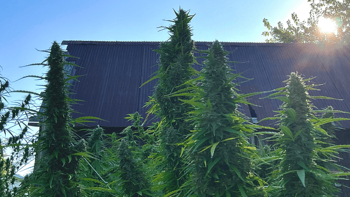 Indústria da cannabis se reúne em Nova York para discut...