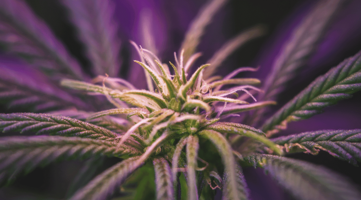 Maconha roxa: o que é e quais são seus efeitos?