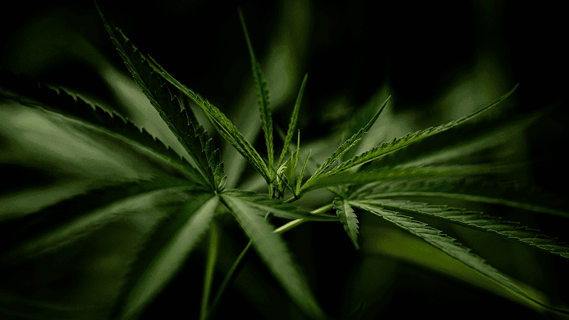 Você conhece o Delta 11 THC?