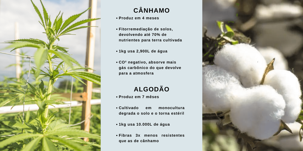 Eficácia hídrica e resistência do cânhamo podem ser essenciais na ...