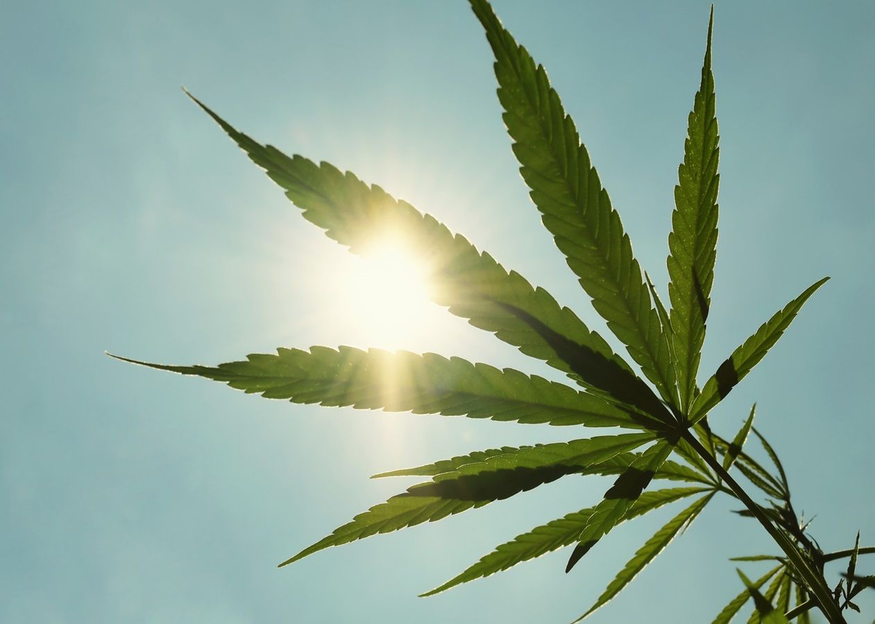 Futuro do cânhamo no Brasil pode ganhar novo fôlego no STJ, afirma ...